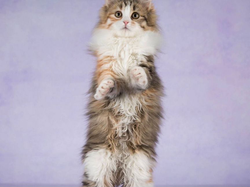 Сестрёнку спасти не удалось