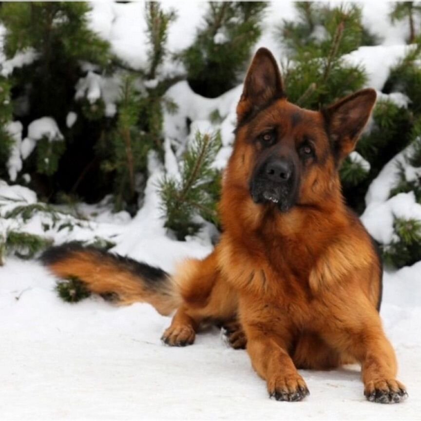 Щенки немецкой овчарки (Питомник Ареал Рось)