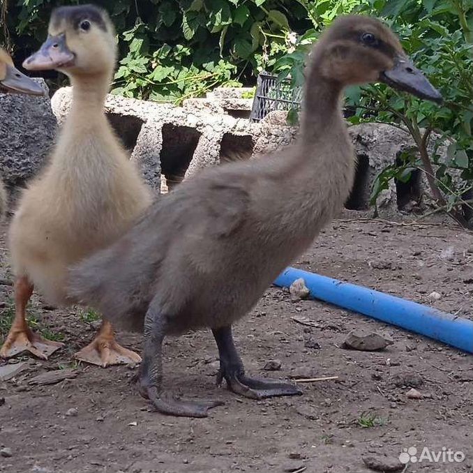 Утята индийский бегунок