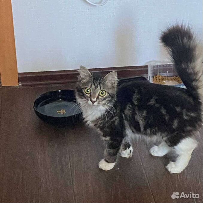 Котенок пушистый хвост в добрые руки