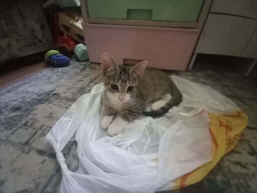 Домашние котята