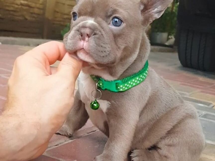 Мальчик изабелла щенок