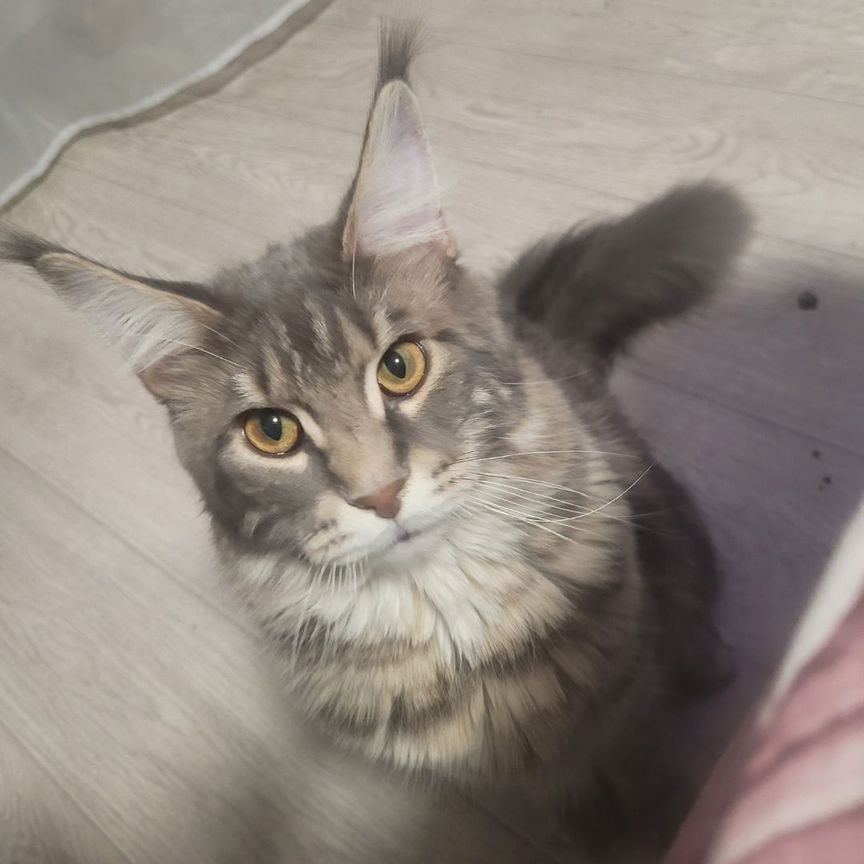 Мейн-кун котёнок