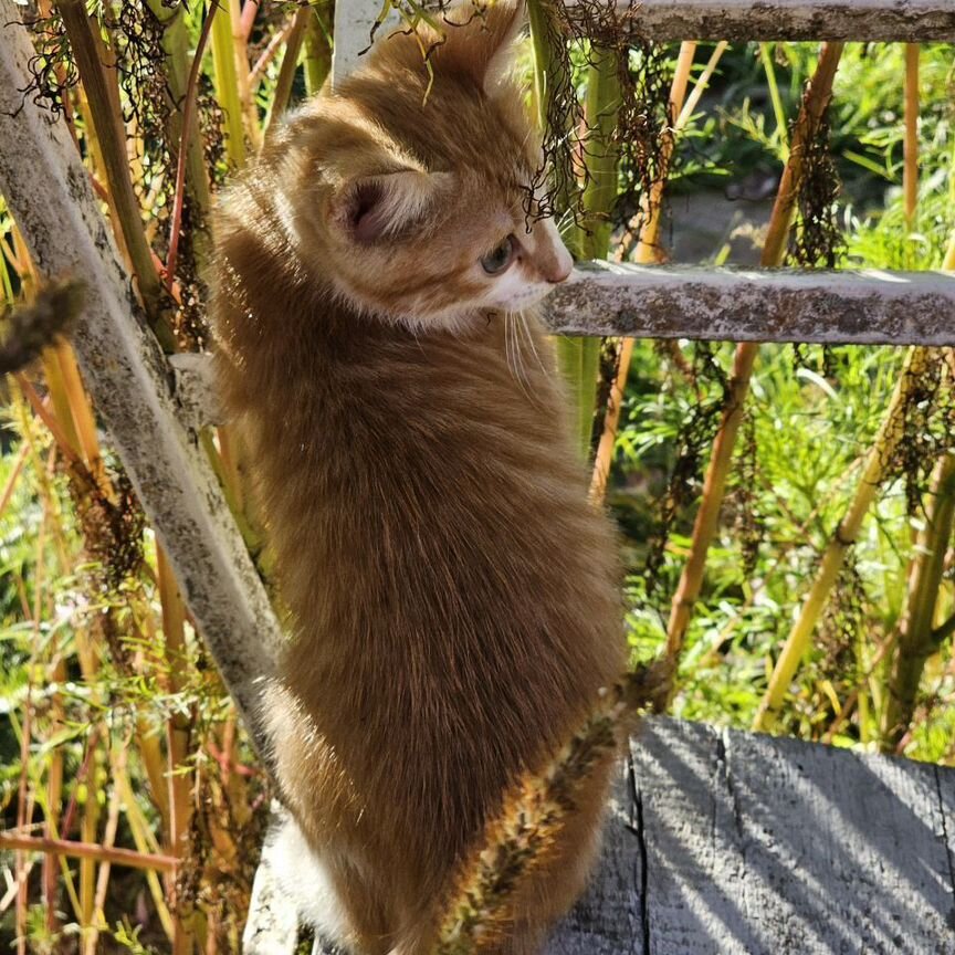 Рыжий котенок, отдадим в добрые руки