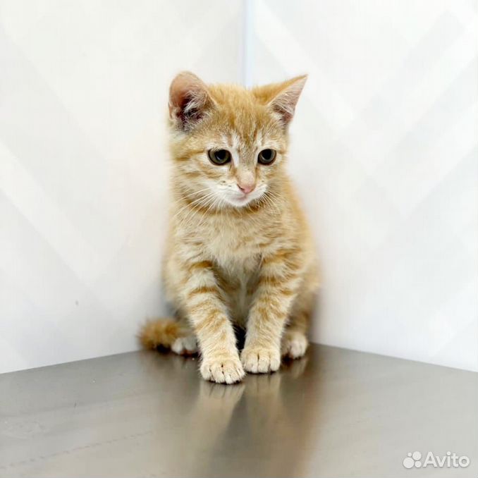 Абрикосик ищет свой дом