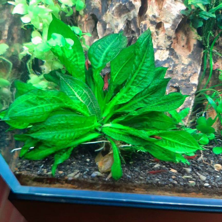 Эхинодорус тропика