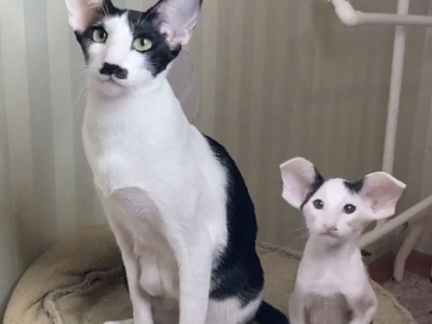 Ориентальные котята