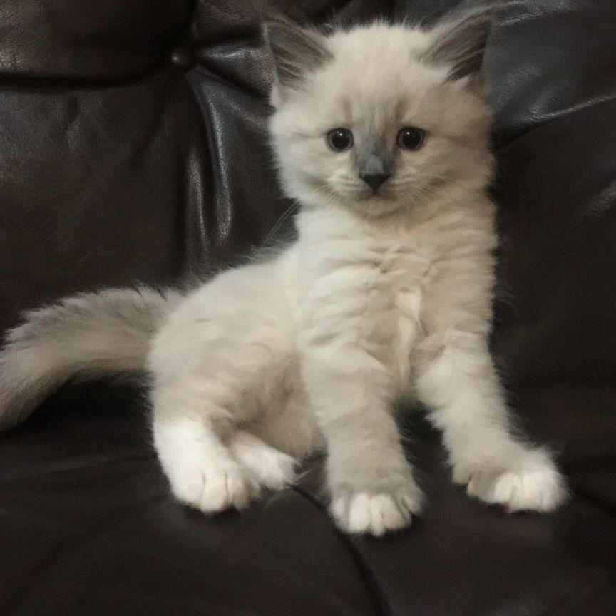 Невская маскарадная котята