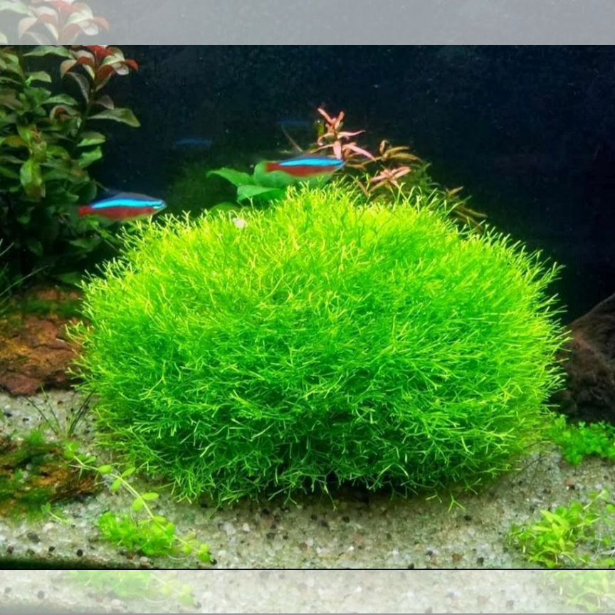 Ломариопсис,Риччия,Криптокарина