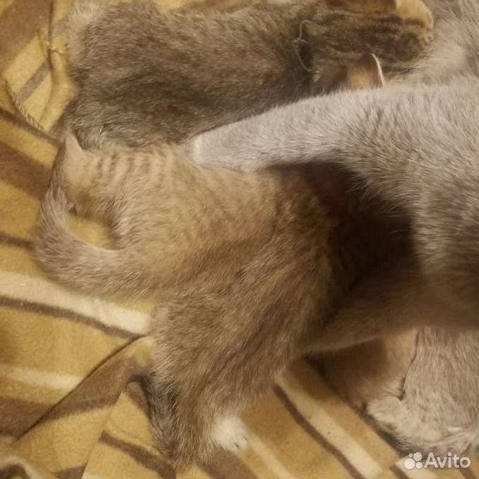 Котятки Британские