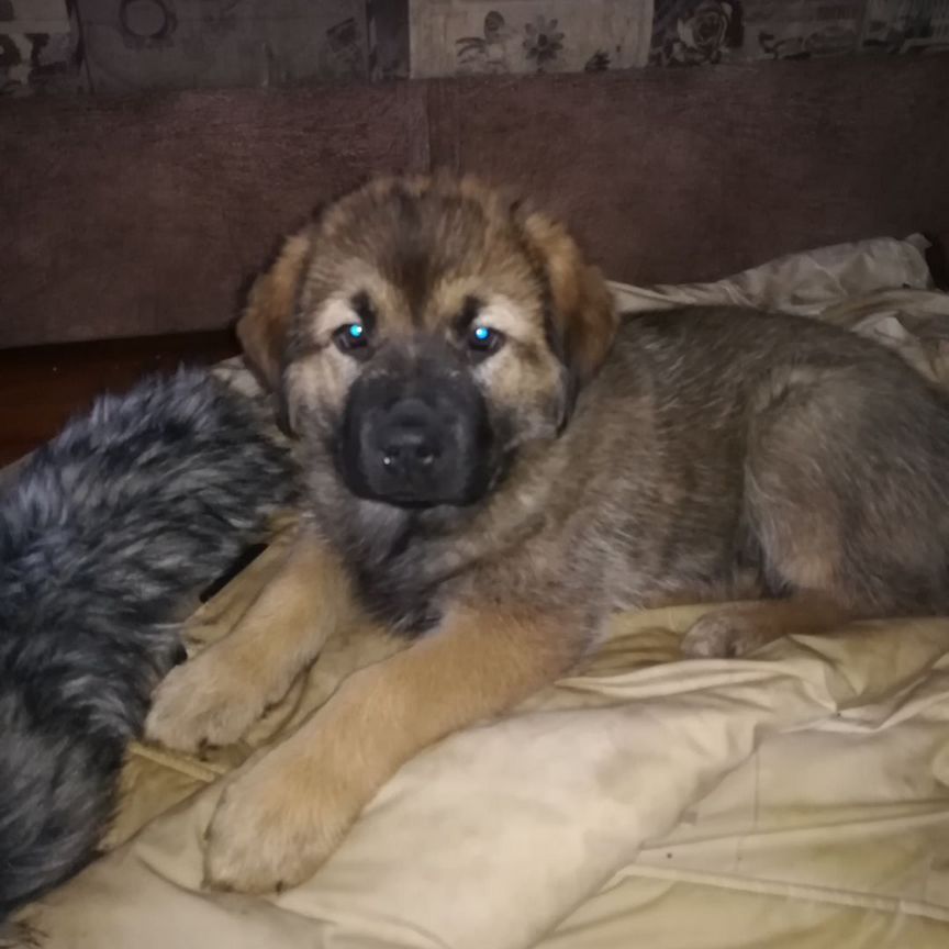 Отдам щенка