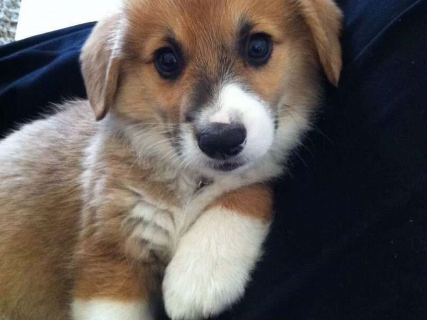 Щенки из приюта ищут семью