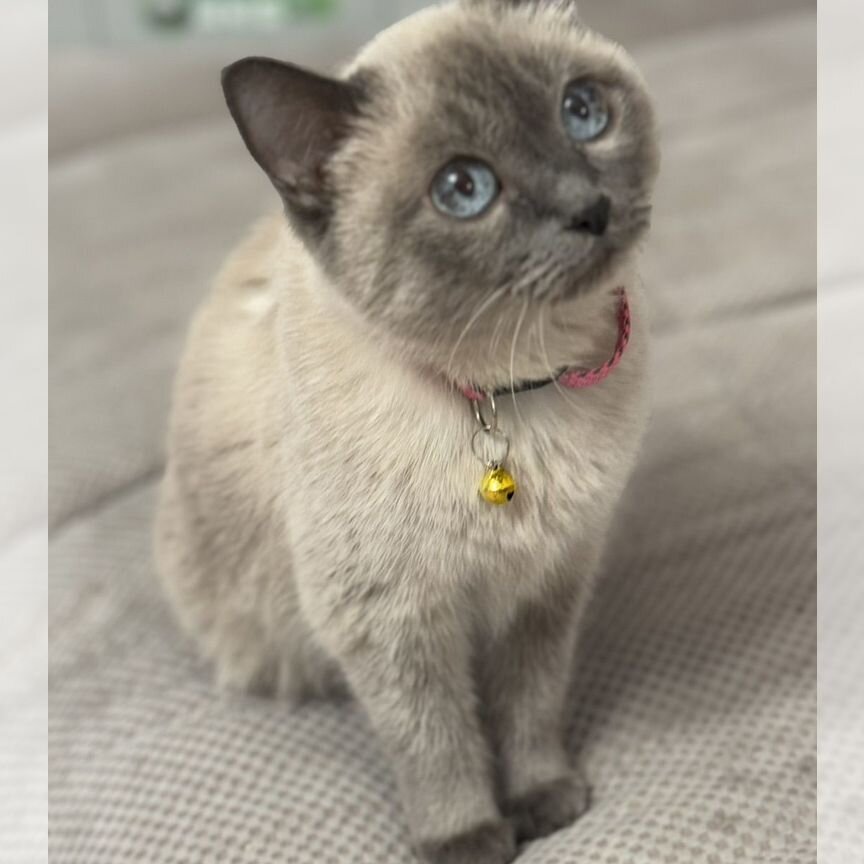 Красивая дымчатая кошечка