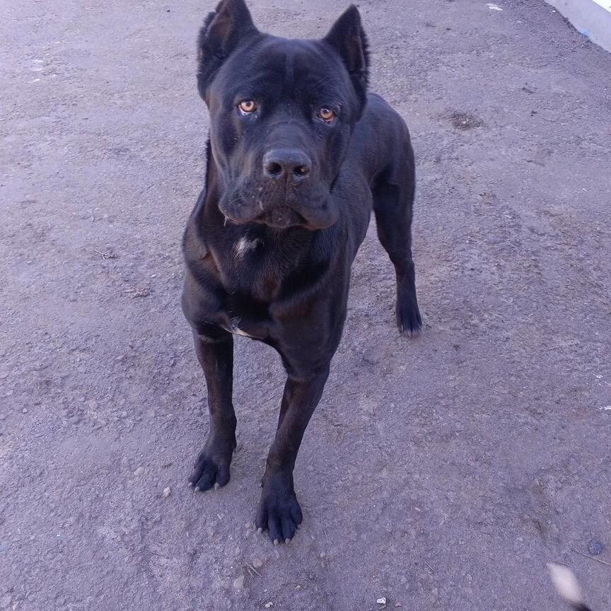 Продам кане корса