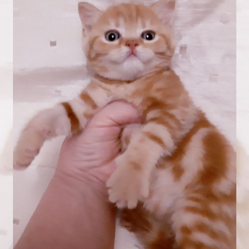 Шотландский прямоухий короткошёрстный котёнок