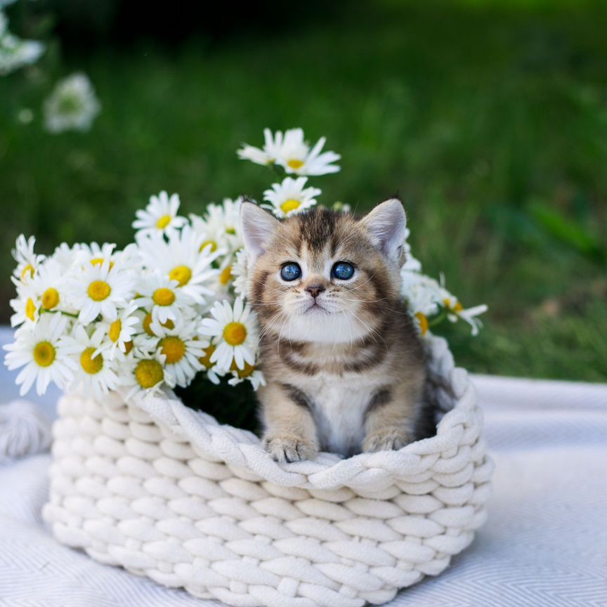 Золотой прямоухий котик