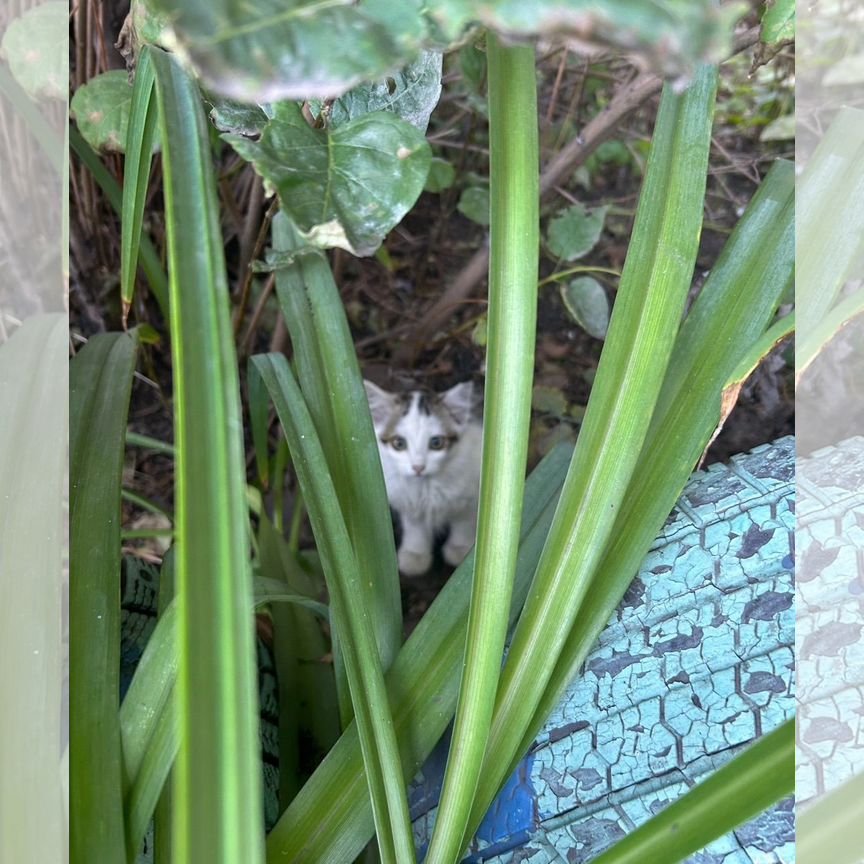 Котята