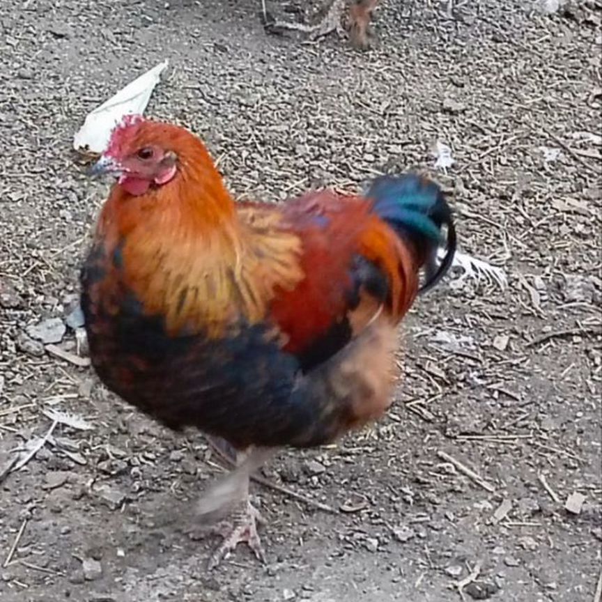 Молодые петухи