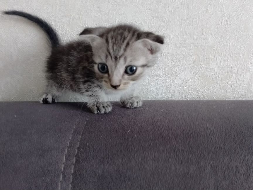 Британский котенок