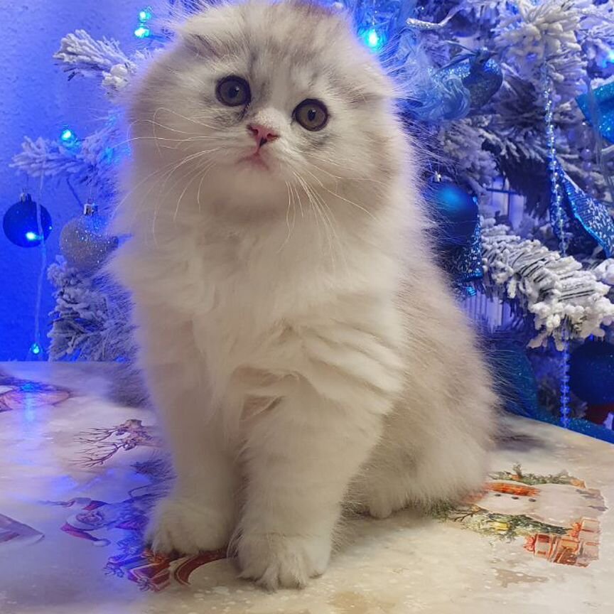 Шотландский вислоухий длинношёрстный котёнок