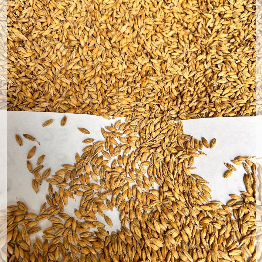 Продается ячмень