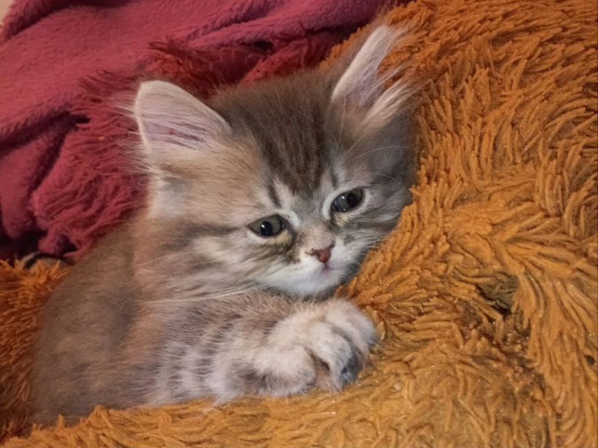 Кот британский Длиношерстный