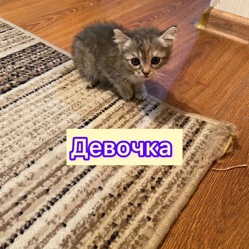 Котята в добрые руки бесплатно