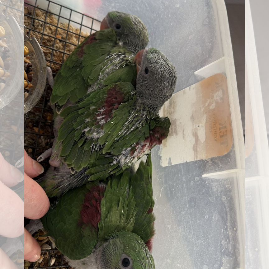 Попугай ручной Выкормыш александрийский и другие