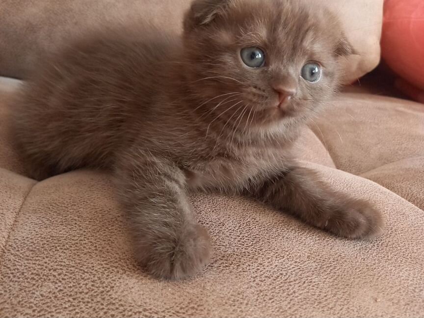 Шотландские котята
