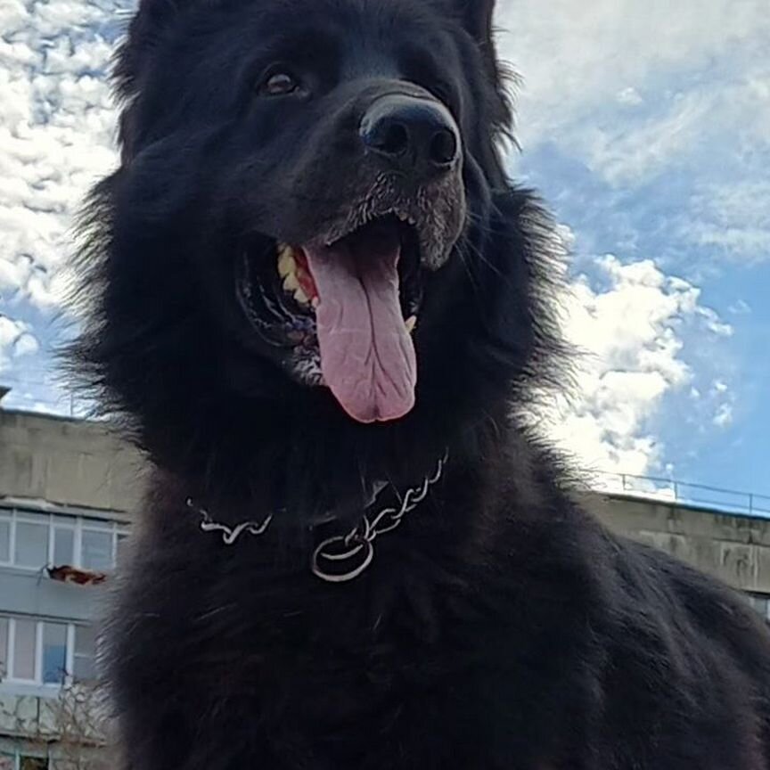 Немецкая овчарка вязка