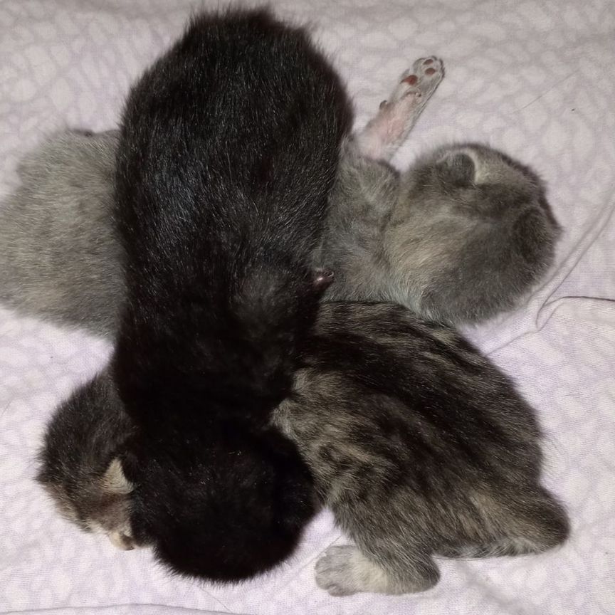 Котята