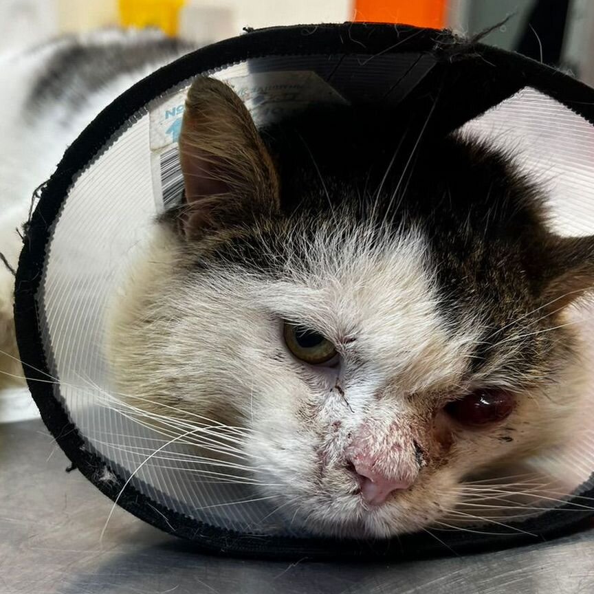 Котик не выживет без помощи