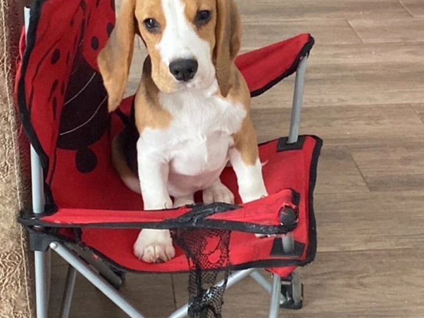 Щенки бигль девочка