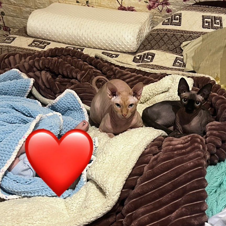 Продам сфинкса