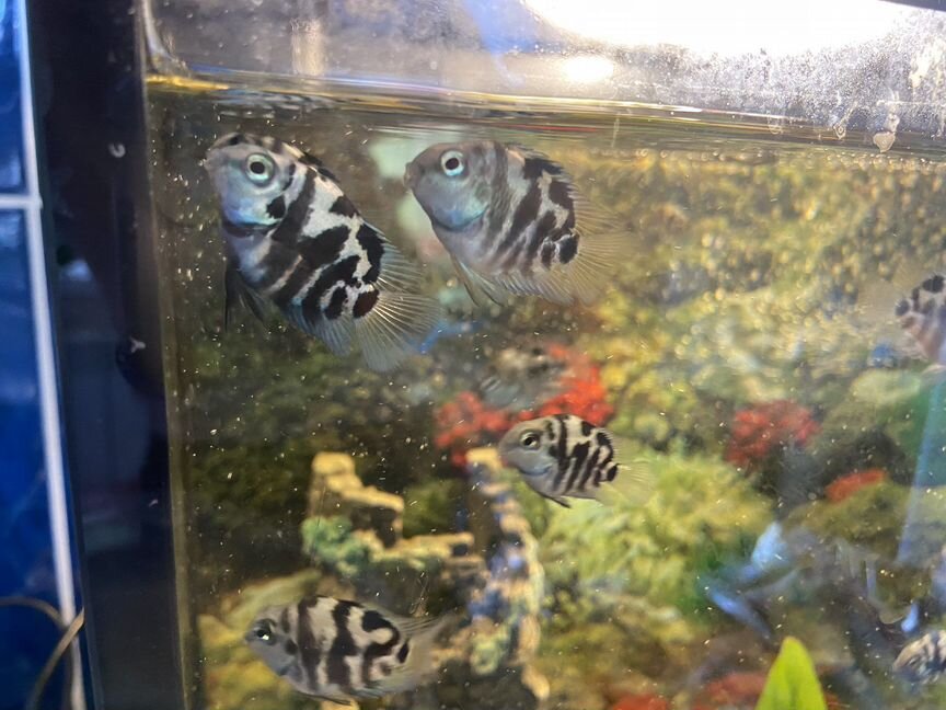 Голубая панда (сапфировый попугай)