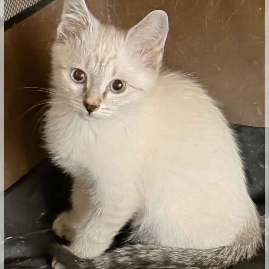 Тайский котёнок