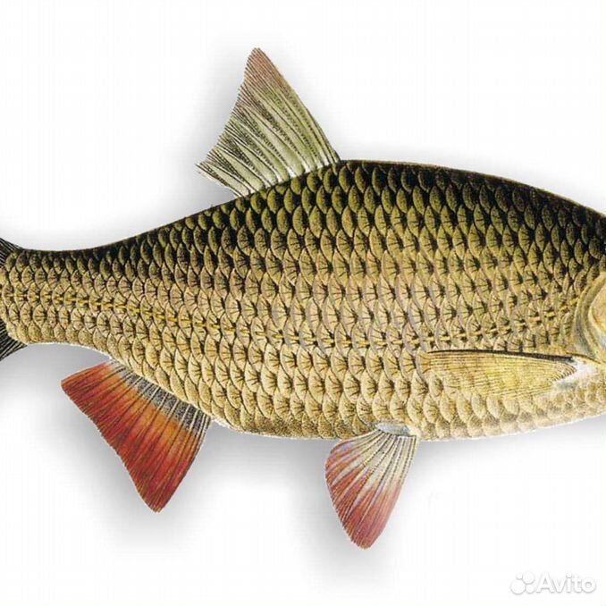 Красноперка живая рыба для пруда