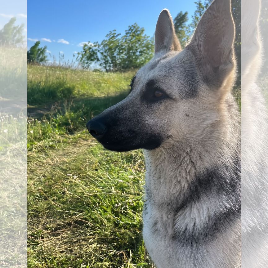 Восточноевропейская овчарка, взрослый пёс