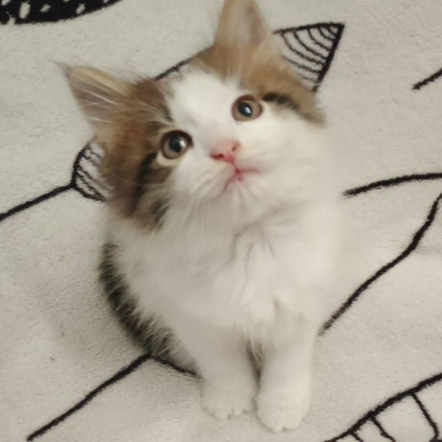 Мейн-кун котёнок