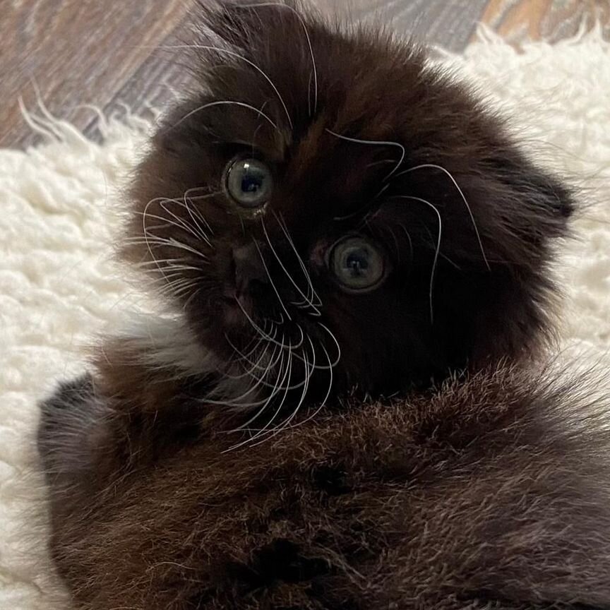 Шотландская кошечка