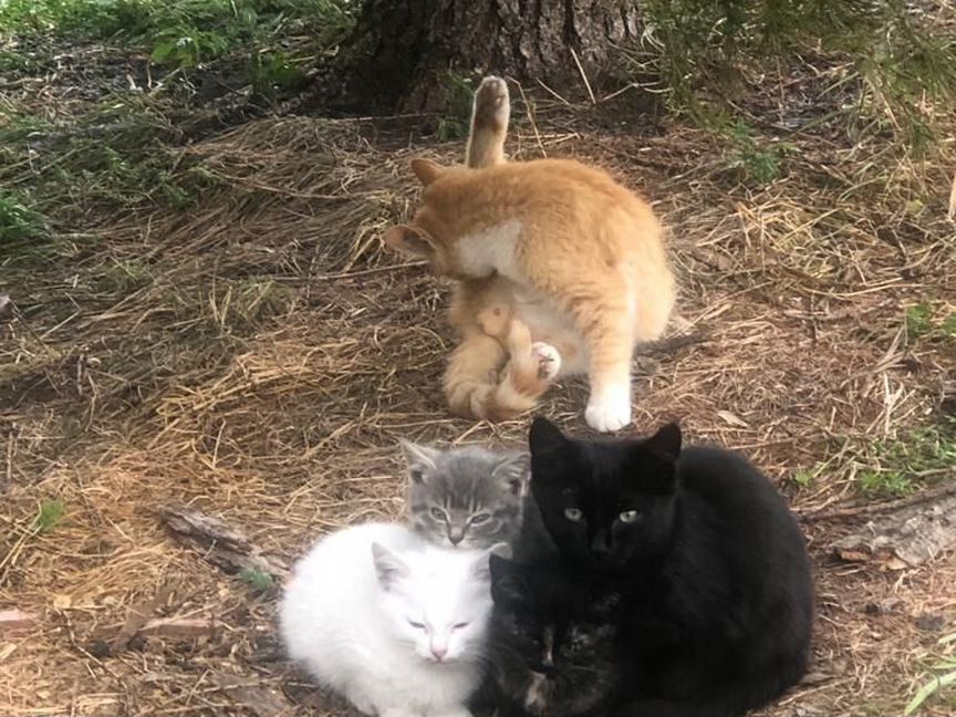 Котята в добрые руки даром