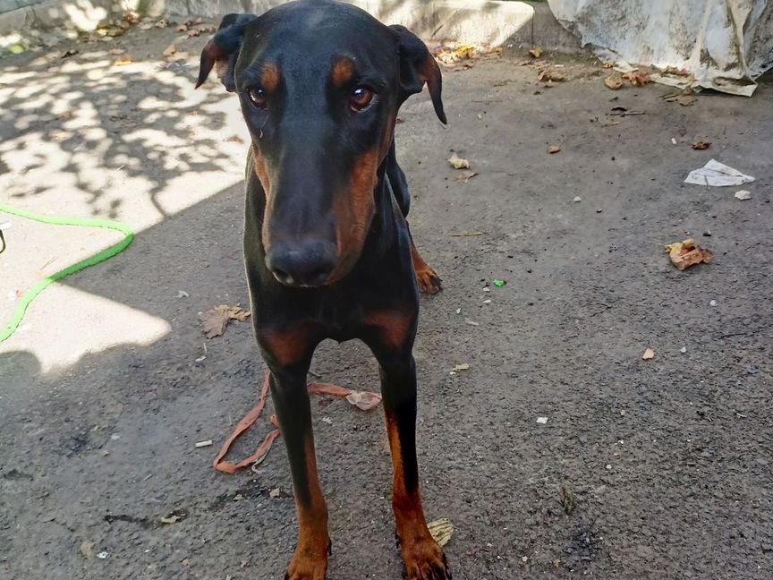 Доберман в добрые руки