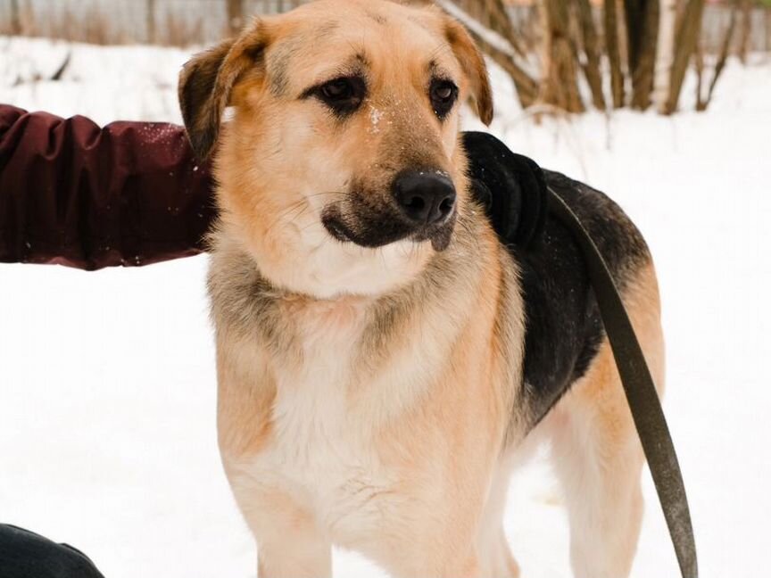 Молодой Конти: живёт в приюте, ищет дом