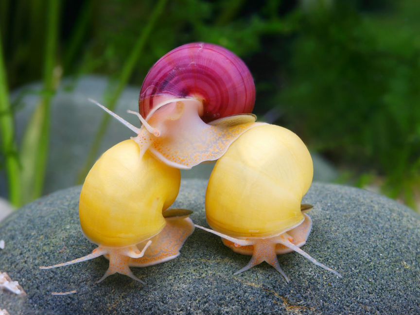 Ампулярии /на Родниках