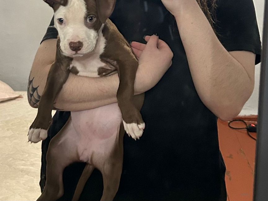 Стаффордширский терьер