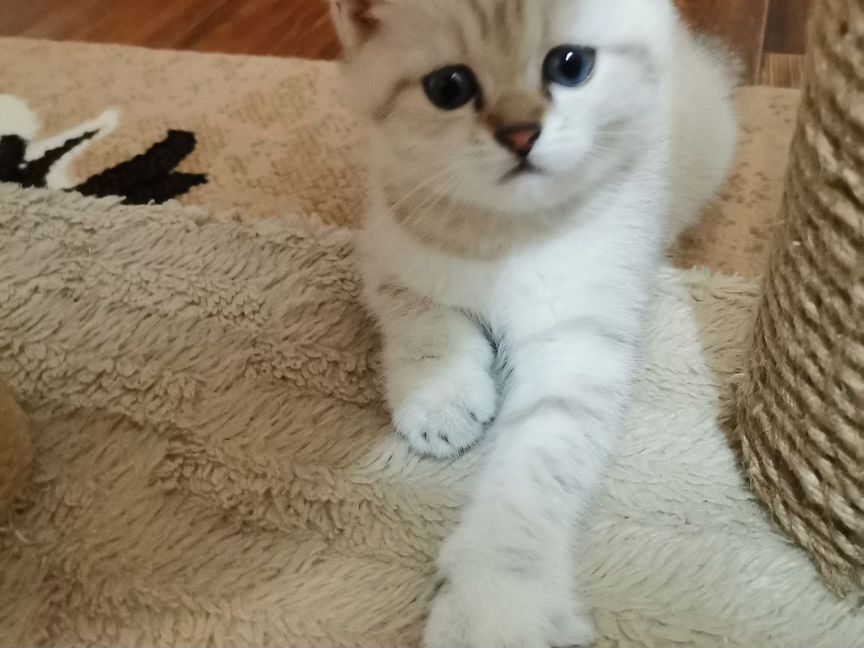 Британские котята