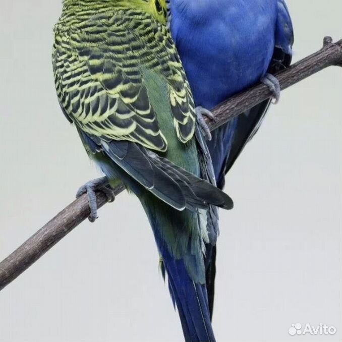 Волнистые попугаи пара