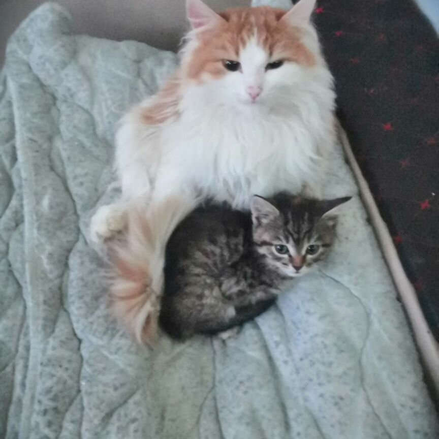 Коты в добрые руки мальчики