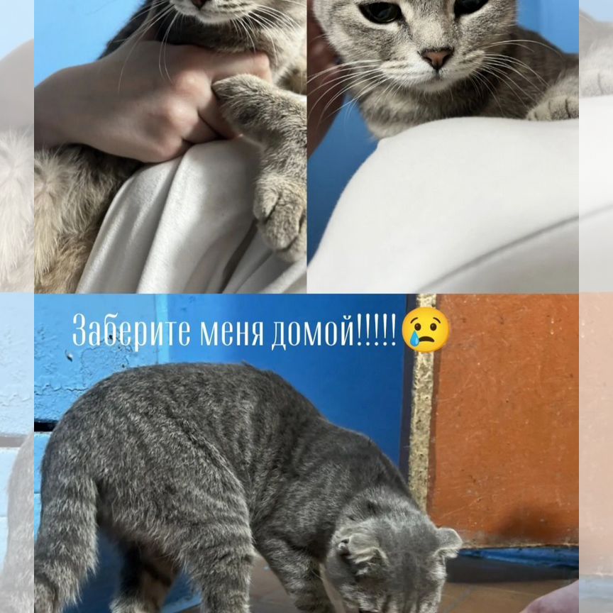 Шотландский вислоухий короткошёрстный котёнок