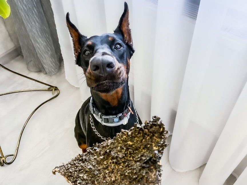 Лакомсва для собак